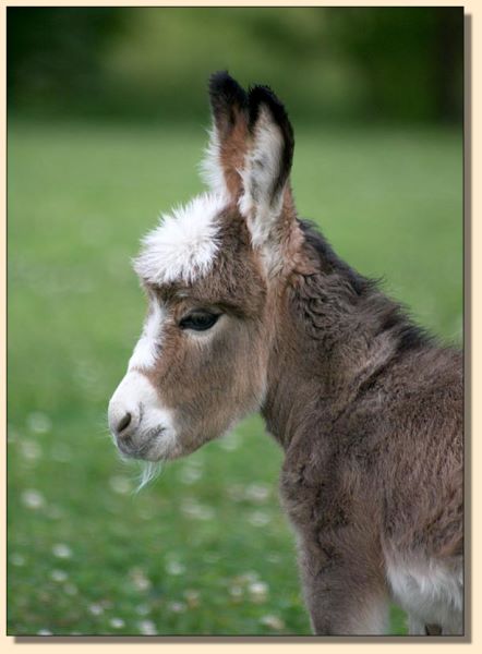 Miniature Donkey Newborns - Miniature Donkey Babies born in 2018 at HAA ...