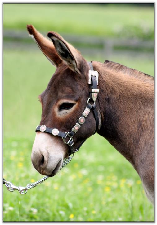 Miniature Donkey Windcrest Gayla - Brown National Ribbon Winner Jennet ...