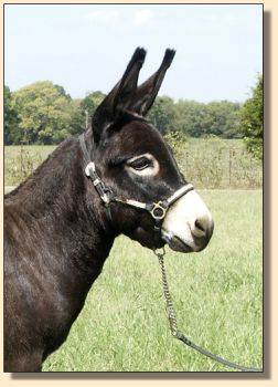 Miniature Donkey Sunset Acres Meggie Mae at Half Ass Acres Donkey Farm ...
